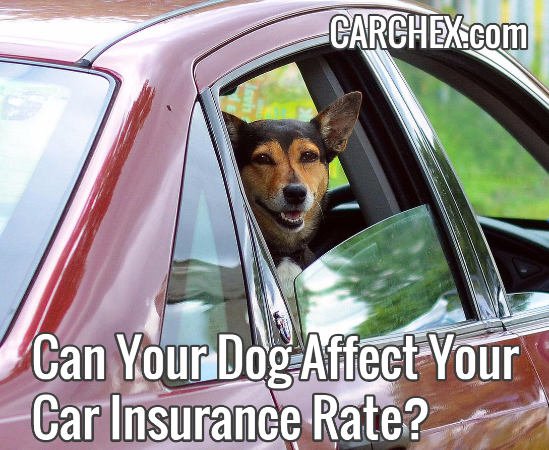 Can Your Dog Affect Your Car Insurance Rate? – CARCHEX®